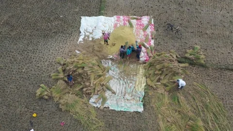 Husking Rice Paddy | Stock Video | Pond5