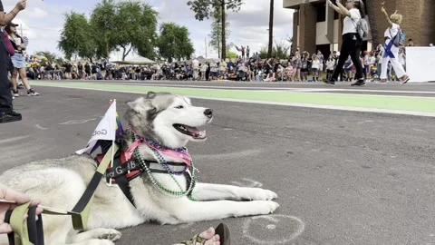 Husky Dog with Crowd Of People at Phoeni... | Stock Video | Pond5