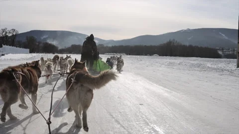 Husky dogs pulling sledge while running ... | Stock Video | Pond5