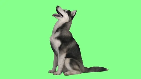 Husky look up on green screen | Stock Video | Pond5