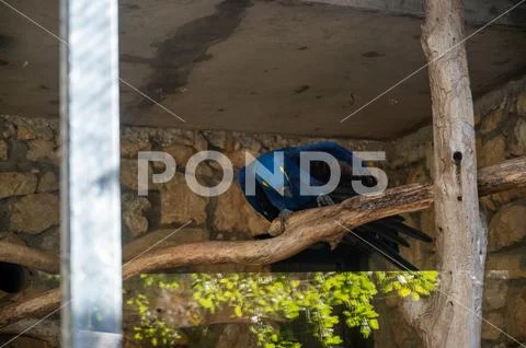 Hyacinth macaw parrot in the Biblical Zoo in Jerusalem, Israel Stock ...