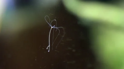 Hydra with budding offspring growing fro... | Stock Video | Pond5