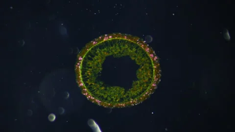 Hydra. Cross section under microscope. M... | Stock Video | Pond5