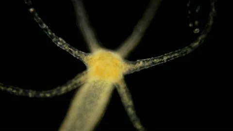 Hydra Stock Videos – Royalty-Free HD & 4K Videos