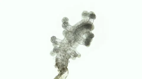 Cnidaria Stock Videos – Royalty-Free HD & 4K Videos | Pond5