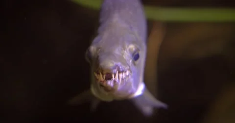 Hydrocynus goliath, also known as the go... | Stock Video | Pond5