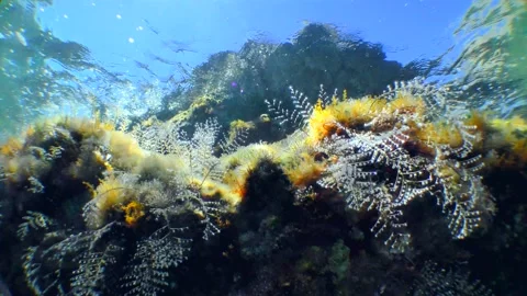 Hydroid polyps on a rock near the surfac... | Stock Video | Pond5