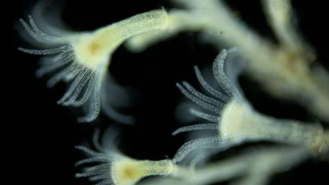 Hydrozoa polyp of Leptothecata order und... | Stock Video | Pond5