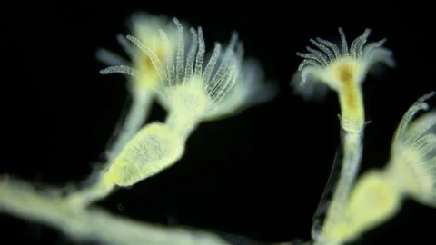 Hydrozoa polyp of Leptothecata order und... | Stock Video | Pond5