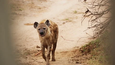 A Hyena Baring Its Fangs While Walking | Stock Video | Pond5