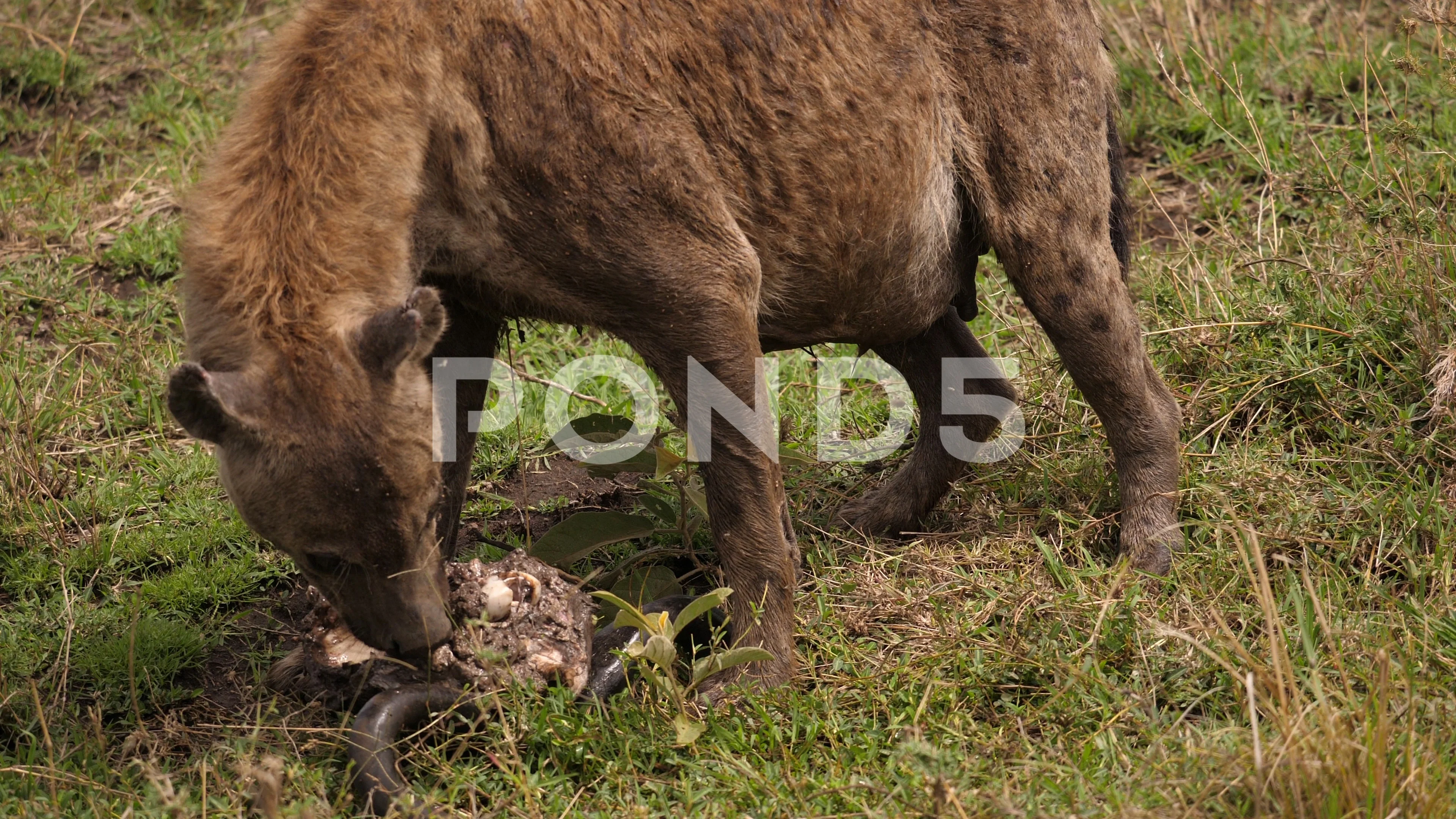 Hyena Food