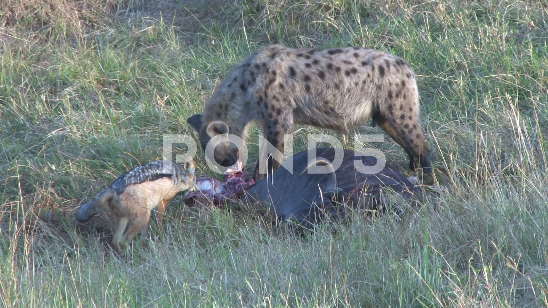 Spotted Hyena Eating
