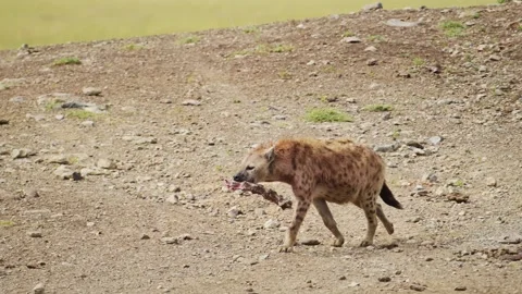 Hyena with kill and prey walking on the ... | Stock Video | Pond5