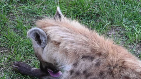 a hyena licks its paws, lying in the gra... | Stock Video | Pond5