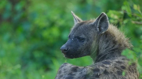 Hyena - lying down in the bush, close sh... | Stock Video | Pond5
