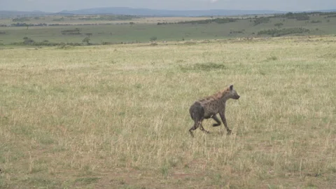 Hyena Runs In Field | Stock Video | Pond5