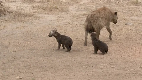 Hyena small pups together Zooming in, hi... | Stock Video | Pond5