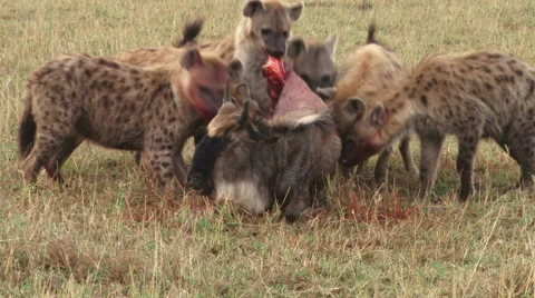 Hyenas combine strength to hunt down a w... | Stock Video | Pond5