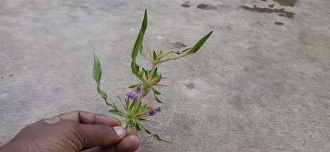 Hygrophila auriculata in Sanskrit: go... | Stock Video | Pond5
