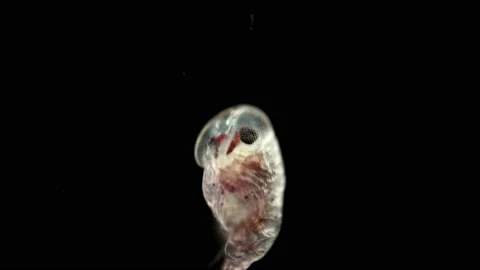 Arthropod Stock Video Footage | Royalty Free Arthropod Videos | Pond5