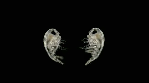 Arthropod Stock Video Footage | Royalty Free Arthropod Videos | Pond5