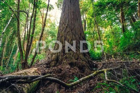 World Tallest Tree Hyperion Visiting The Tallest, Oldest & Largest