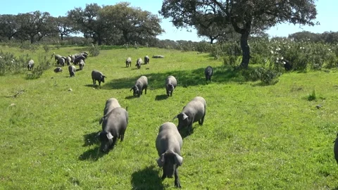 Oa Stock Videos – Royalty-Free HD & 4K Videos