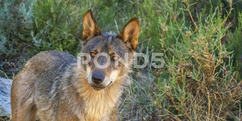 Iberian Wolf, Zamora, Spain Iberian Wolf, Grey Wolf, Canis lupus ...