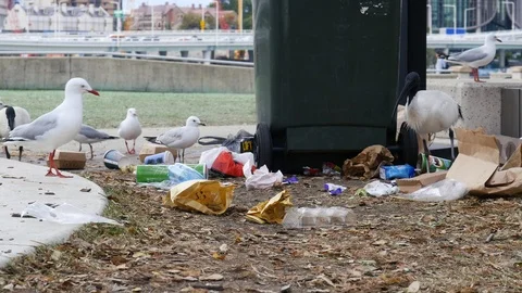 Ibis and Seagulls Eating Trash Litter on... | Stock Video | Pond5