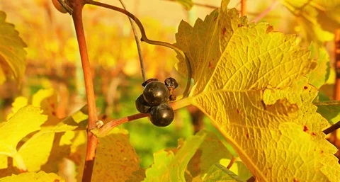 Sweetest S Stock Videos – Royalty-Free HD & 4K Videos | Pond5