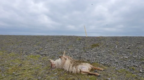 Roadkill Stock Video Footage | Royalty Free Roadkill Videos | Pond5