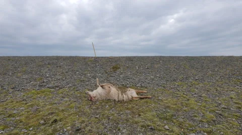 Roadkill Stock Video Footage | Royalty Free Roadkill Videos | Pond5