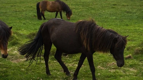 Horse Pooping Stock Videos – Royalty-Free HD & 4K Videos