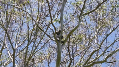Iconic Australian native Koala Bear perc... | Stock Video | Pond5