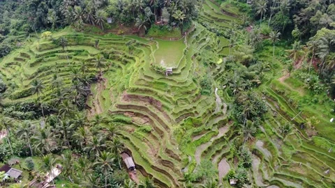 Iconic cinematic view of rice crop terra... | Stock Video | Pond5
