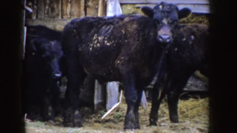 Black Wave Com Stock Videos – Royalty-Free HD & 4K Videos | Pond5