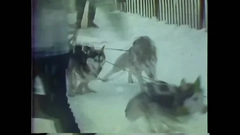 Dog Sled Race Stock Videos – Royalty-Free HD & 4K Videos