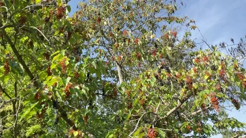 Idesia polycarpa Tree Full of Fruit | Stock Video | Pond5