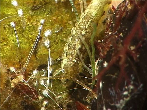 Isopod Stock Videos – Royalty-Free HD & 4K Videos | Pond5