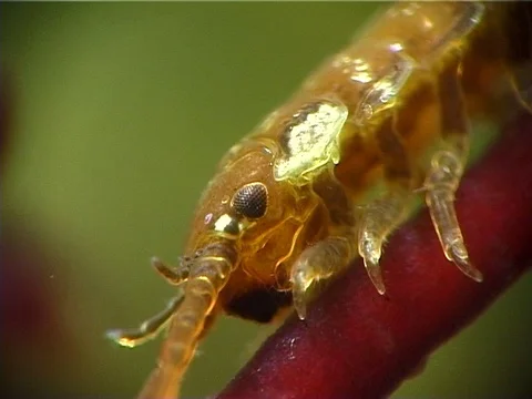 Isopod Stock Videos – Royalty-Free HD & 4K Videos | Pond5