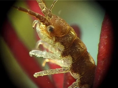 Isopod Stock Videos – Royalty-Free HD & 4K Videos | Pond5