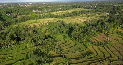 Idyllic Indonesian Village Life: Rice Te... | Stock Video | Pond5