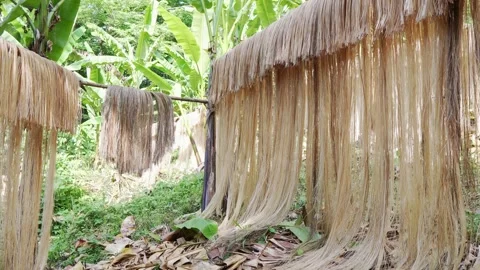 Idyllic static shot of Philippine abaca ... | Stock Video | Pond5