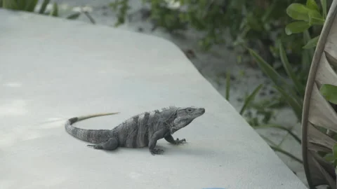 Move To Next Stock Videos – Royalty-Free HD & 4K Videos