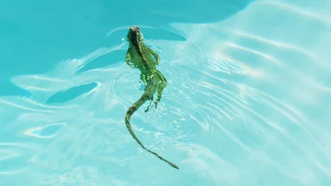 Iguana Swimming Stock Video Footage | Royalty Free Iguana Swimming Videos | Pond5