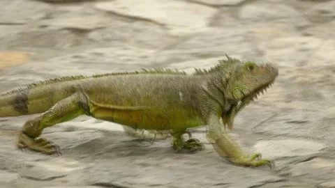 Iguana walking in the park (Guayaquil, E... | Stock Video | Pond5