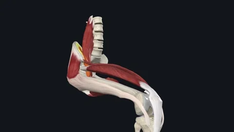The iliacus muscles flexes and externall... | Stock Video | Pond5