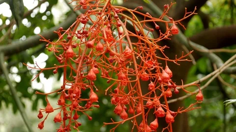 Illawarra Flame Tree Flower. Drooping vi... | Stock Video | Pond5