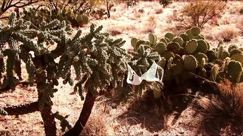 Illegal Alien RAPE TREE at Southern Bord... | Stock Video | Pond5