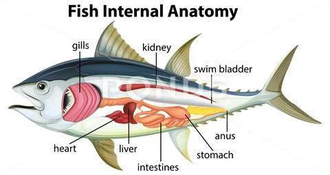 Illustrated Study of Fish Internal Anatomy Illustration #248408424
